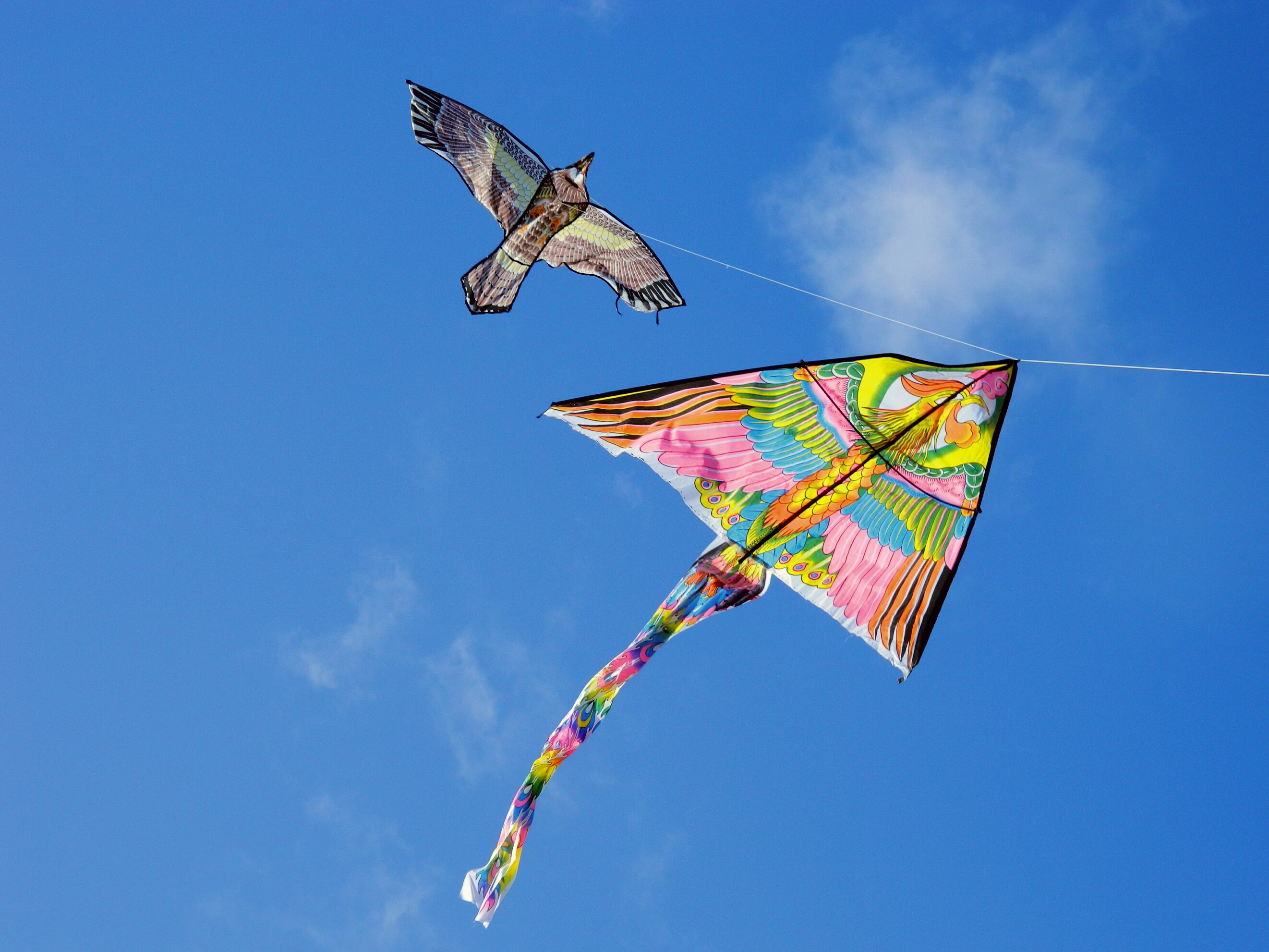 Sky Kite Summer